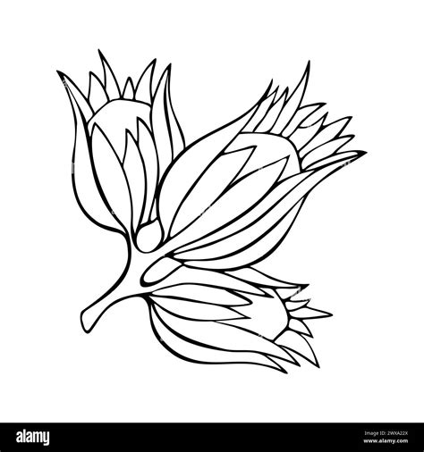 Hazel Hazelnut Hand Drawn Contour Drawing Linear Doodling Isolated On A White Background