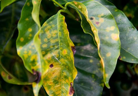 Leaf Curl Tìm hiểu về bệnh xoăn lá trên cây trồng