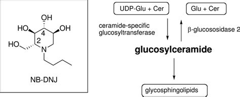 Structure Of N Butyldeoxynojirimycin Nb Dnj And Metabolism Of Download Scientific Diagram