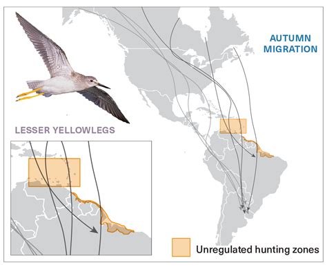 Shorebirds State Of The Birds 2022