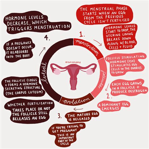 Menstrual Cycle Phases Diagram How The Menstrual Cycle Works