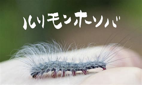 オキナワモリバッタ 萬寿のしずく公式ネットショップ