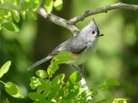 Bird Tufted Titmouse Free Photo On Pixabay Pixabay