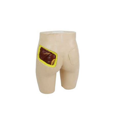 Buttock Injection Model With Muscles Anatomystuff