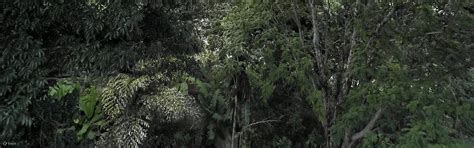 Jungle Xtreme Adventure Zipline And Free Fall Jump Park Klook Hong Kong