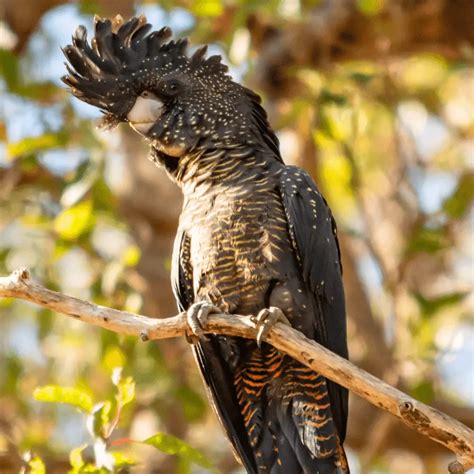 Red Tailed Black Cockatoo Habitat Reproduction Food And Lifespan
