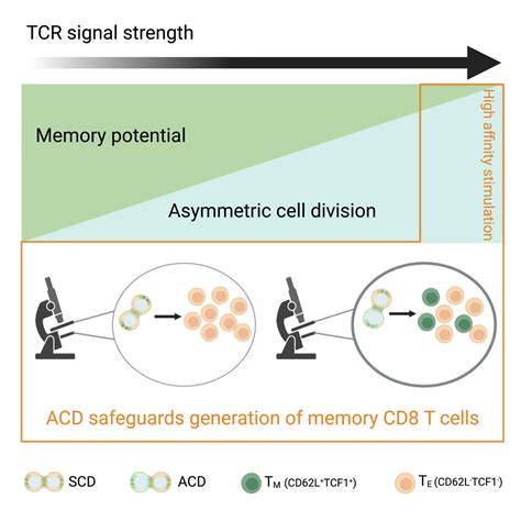 asymmetric cell division safeguards memory cd8 t cell development cell