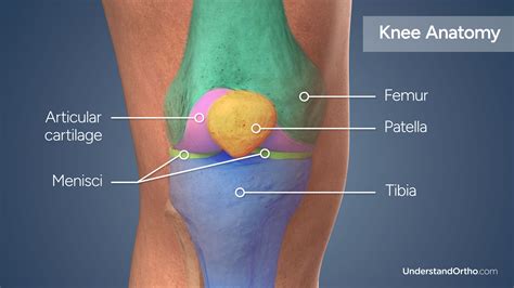 Revision Knee Replacement Understandortho™