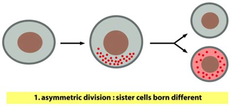 Differential Gene Expression Background Flashcards Quizlet