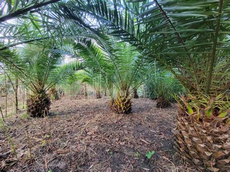 იყიდება მიწის ნაკვეთი ფოთი სამეგრელო ზემო სვანეთი