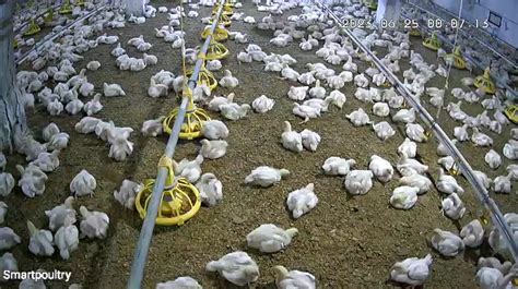 Chickendetection Object Detection Dataset And Pre Trained Model By Chickendetectionworkspace