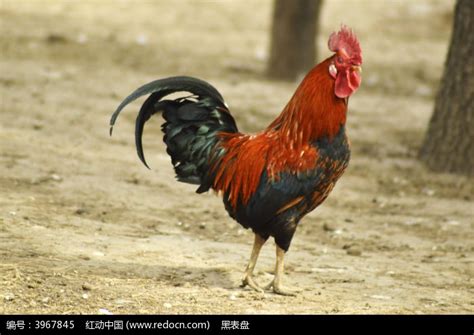 骄傲的大公鸡高清图片下载 红动中国