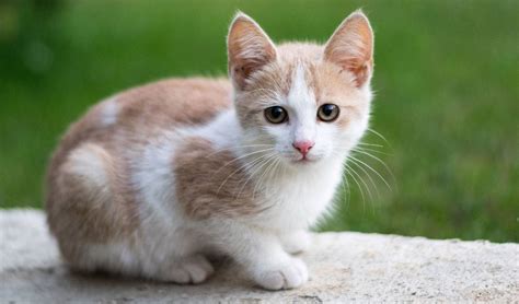 Microsporum Canis Remedy Veteriner Tıp Merkezi