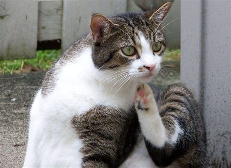 Why Is My Cats Meow Suddenly Hoarse 9 Vet Verified Reasons Catster
