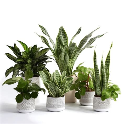 Premium Ai Image Multiple Types Of Houseplants
