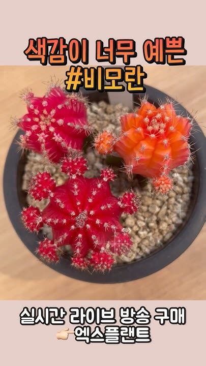 비모란 선인장 예쁜다육 다육이저렴한곳 엑스플랜트 다육마켓 다육라이브 Succulent 라이브방송판매 인기선인장 다육이 다육식물 라이브판매 예쁜선인장
