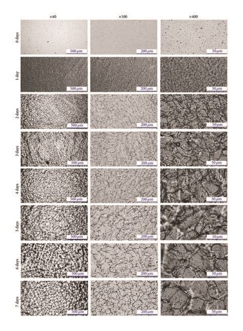 Demonstration Of The Self Assembly Process Of Silk Protein The Download Scientific Diagram