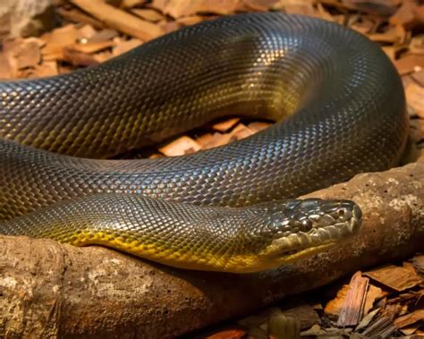 Water Python Facts Diet Habitat And Pictures On Animaliabio