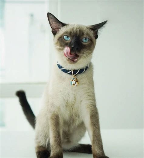 多玛的猫 多玛 多玛乡 大山谷图库