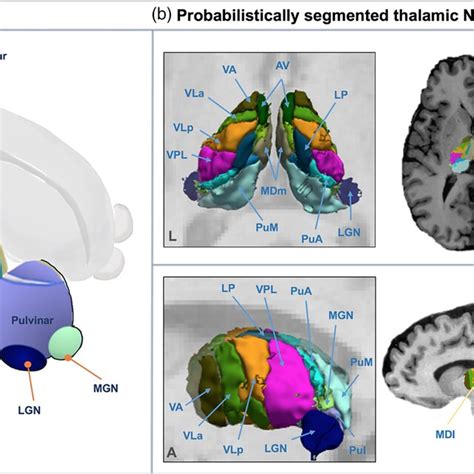 Thalamic Nuclei A Schematic Illustration Of The Anatomical Location Download Scientific