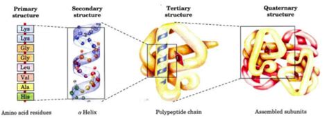 BMSC 200 Final Flashcards Quizlet
