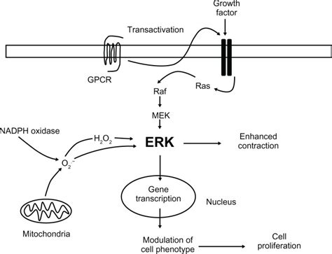 The Extracellular Signal Regulated Kinase Erk Pathway A Potential
