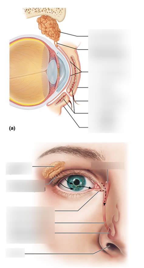 Accessory Structure Label Diagram Quizlet