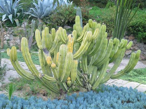 Cactus In The Grass Stock Image Image Of Branches Garden 116756999