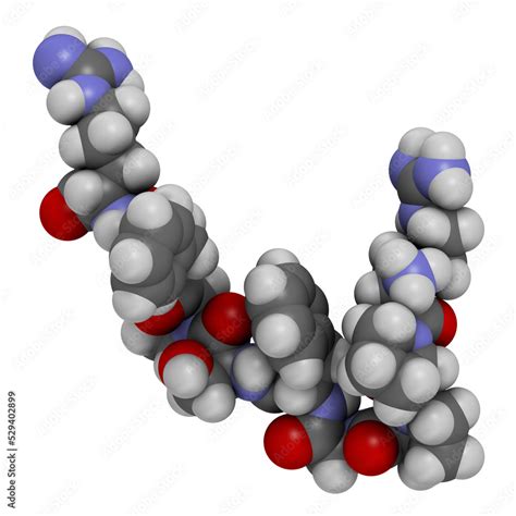 Bradykinin Peptide Molecule 3d Rendering Atoms Are Represented As