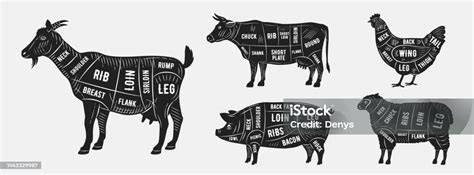 정육점 가이드 세트 염소 양고기 소 닭고기 돼지 고기 실루엣 컷 고기 다이어그램 고기 컷 벡터 그림 소고기에 대한 스톡 벡터
