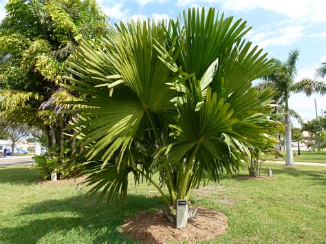 The City Of Palms Aurora