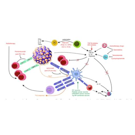 Dendritic Cell Therapy In Cancer Treatment The State Of The Art Immucura