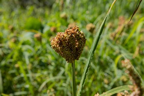 Small Millets Lexicon Of Food™