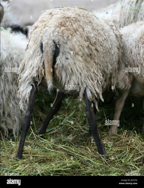 Fodder Agriculture Farming Sheep Sheep Farming Wool Tail Livestock Herd