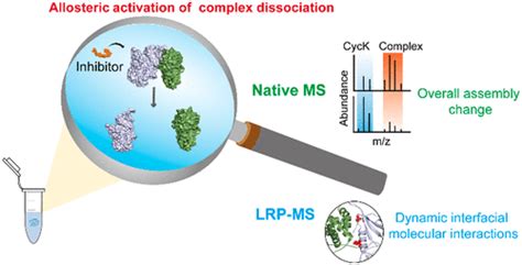 Structural Mass Spectrometry Probes The Inhibitor Induced Allosteric Activation Of Cdk12 Cdk13
