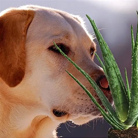 How To Propagate Aloe Vera In 5 Easy Steps For Beginners