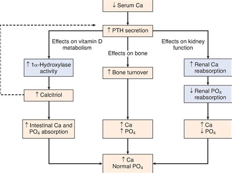 Disorders Of Calcium Phosphorus And Magnesium Homeostasis Clinical Tree