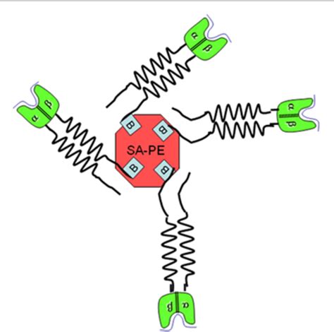 Figure 4 From Visualizing Antigen Specific Cd4 T Cells Using Mhc Class Ii Tetramers Semantic
