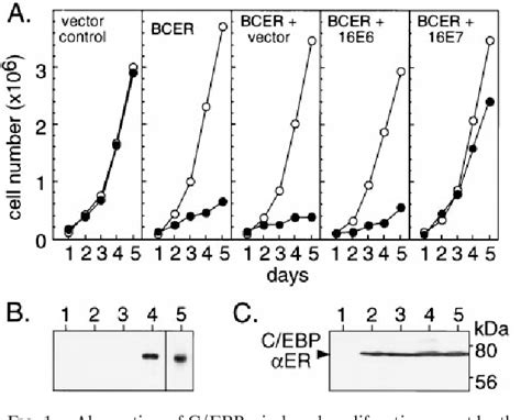 Figure From Separation Of C Y EBP A Mediated Proliferation Arrest And Differentiation