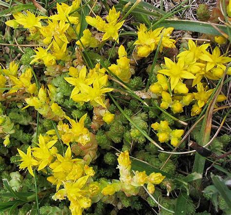 Sedum Acre