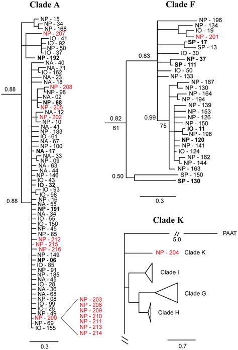Placement Of 17 Cdna Mtcoii Sequences In The Bayesian Phylogeny Of P