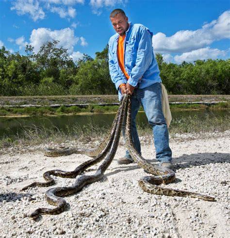 Images Biggest Burmese Pythons Caught During Florida Python Challenge