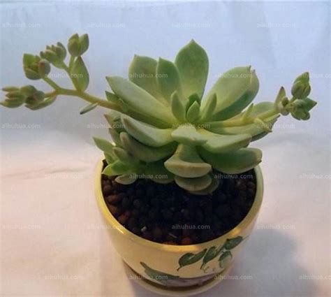 吉娃莲图片 植物风景的吉娃莲图片大全 花卉网