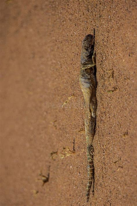 Closeup Shot Of A Izard In Arid Environment Stock Image Image Of