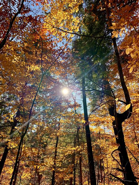 Trees Sun Forest Free Photo On Pixabay