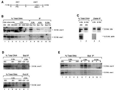 UV Cross Linking Is A Good Measure Of DNA Binding A For All Download Scientific Diagram