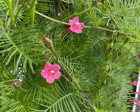 ルコウソウ 山川草木図譜 9月 秋 街での植物 園芸植物 帰化植物 ヒルガオ科