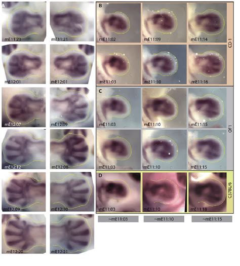 The Dynamics Of Sox9 Expression A A Series Of Six Left Right Pairs