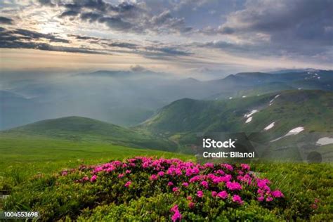 녹색 잔디와 밝은 푸른 흐린 하늘 아래 눈 배경의 안개가 산에 피 핑크 꽃 일 산 슬로프에 의해 점등 생태 문제 그리고 자연