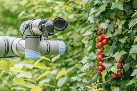 Chatgpt Helps Design A Tomato Harvesting Robot